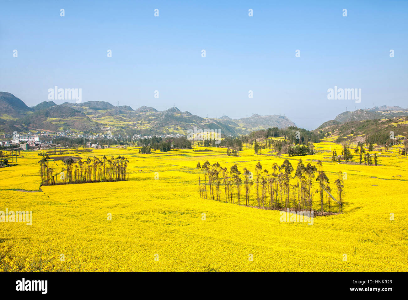 Rape fields in Luoping County, Yunnan Province, China Stock Photo - Alamy