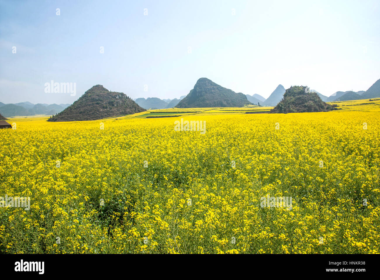 Rape fields in Luoping County, Yunnan Province, China Stock Photo - Alamy