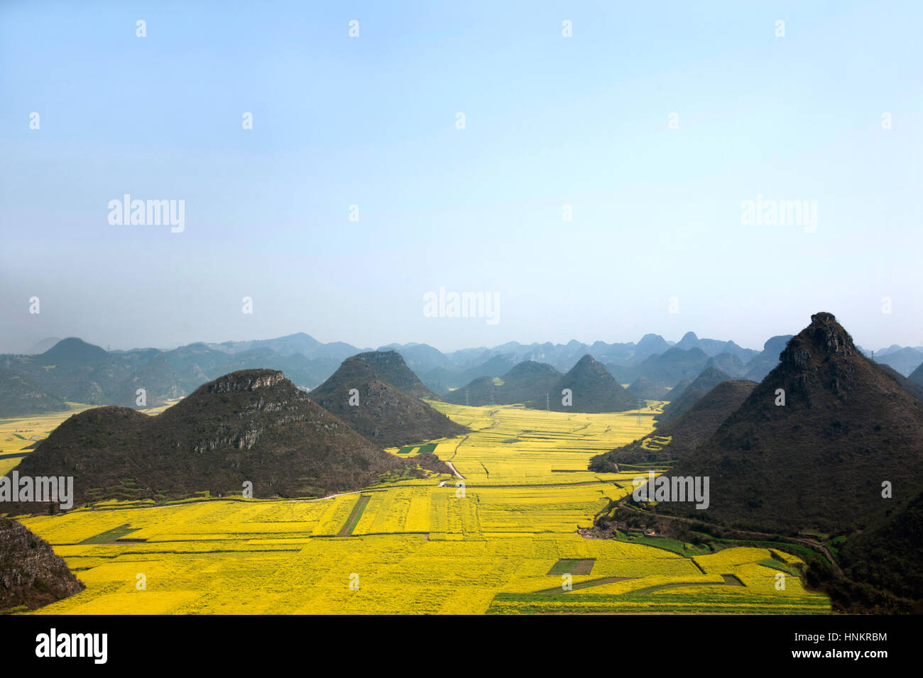 Rape fields in Luoping County, Yunnan Province, China Stock Photo - Alamy