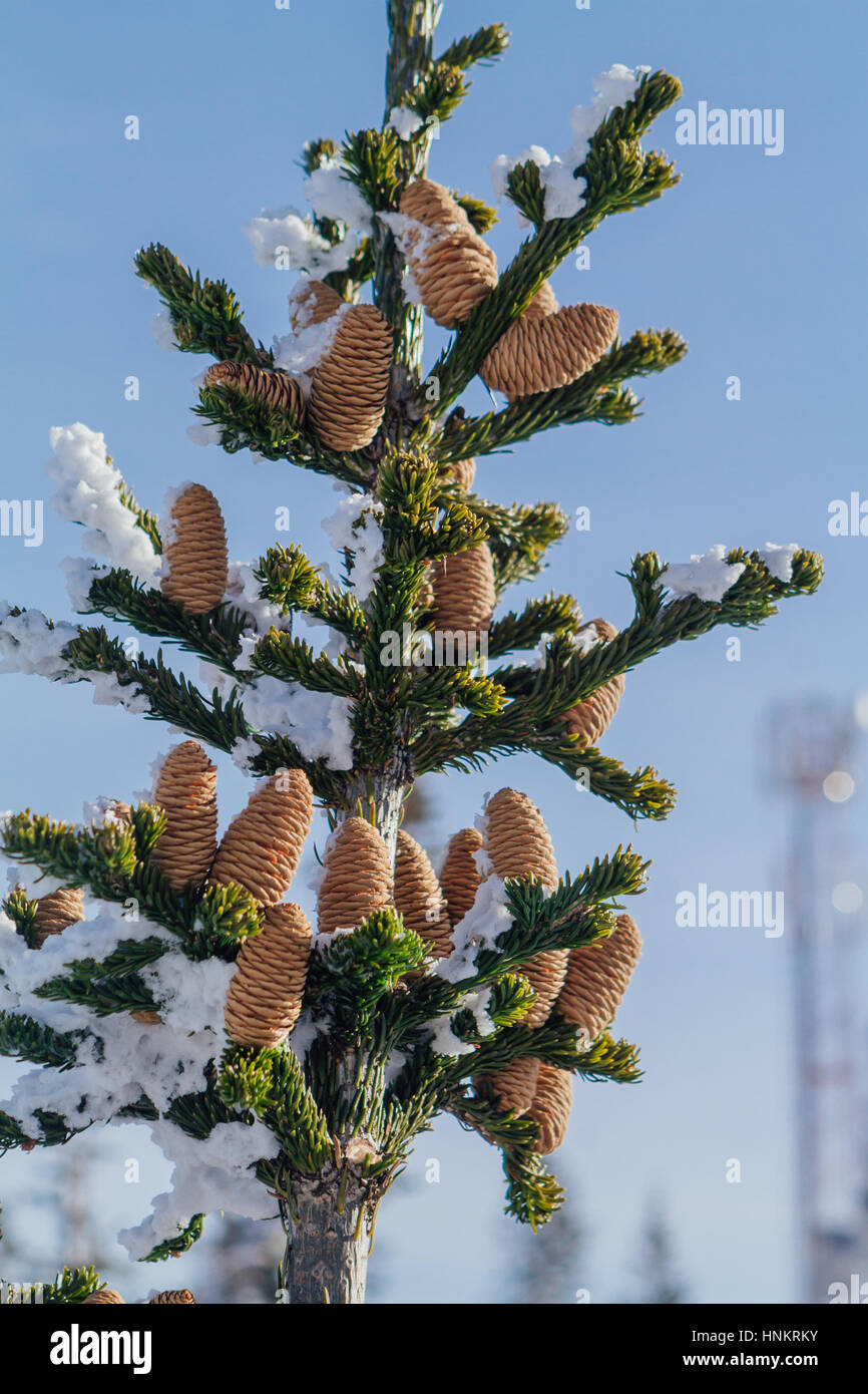Red fir cone on the tree Stock Photo - Alamy