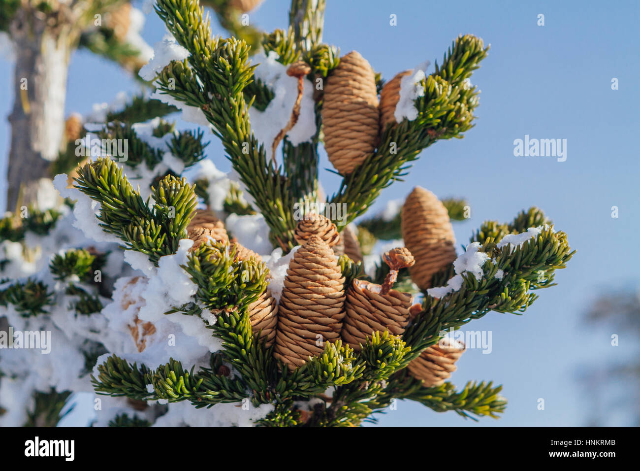 Red fir cone on the tree Stock Photo - Alamy