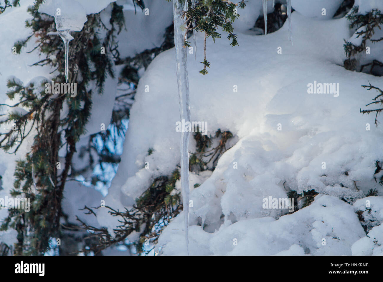 Icicles and snow on tree Stock Photo - Alamy