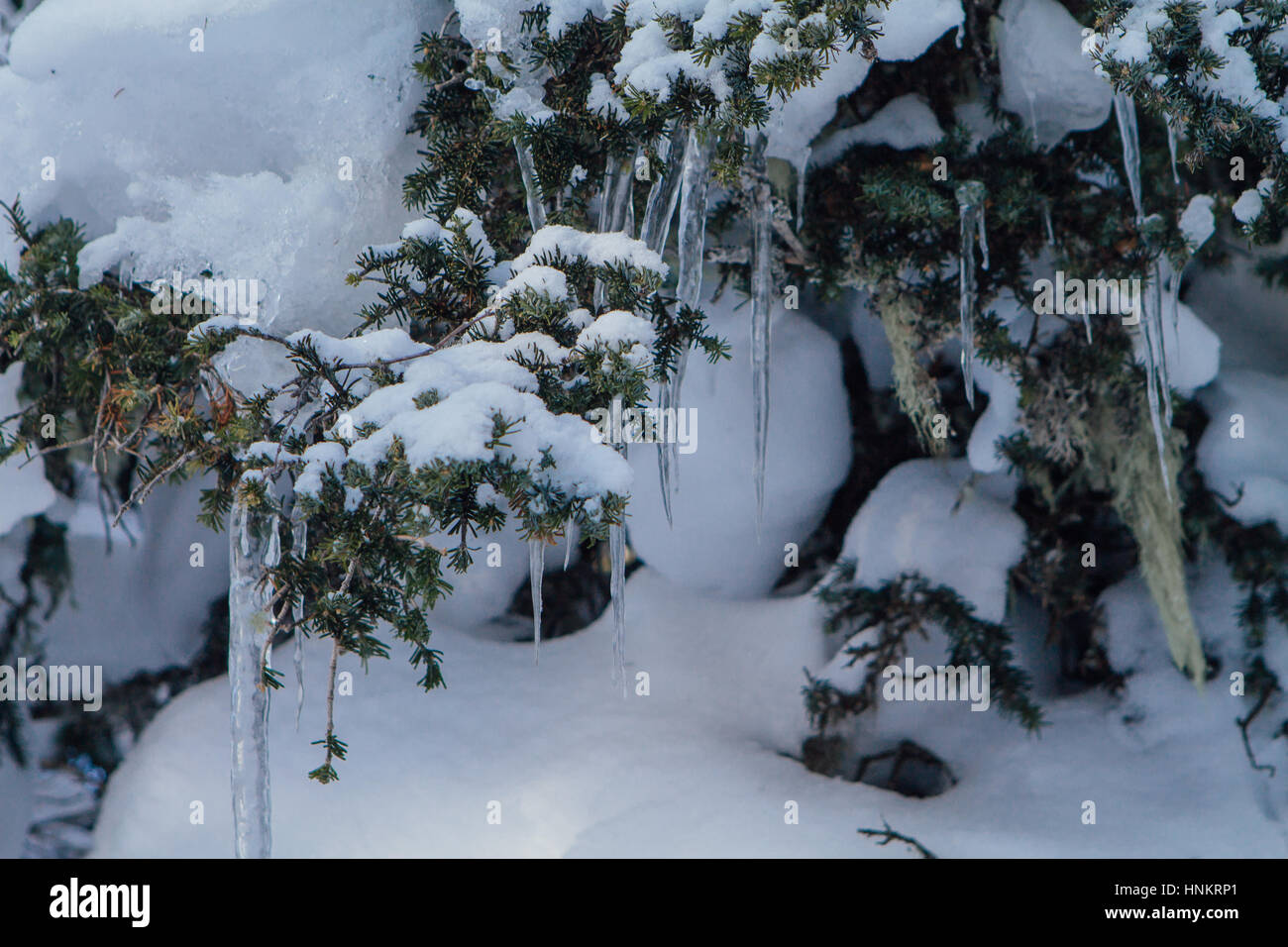 Icicles and snow on tree Stock Photo - Alamy