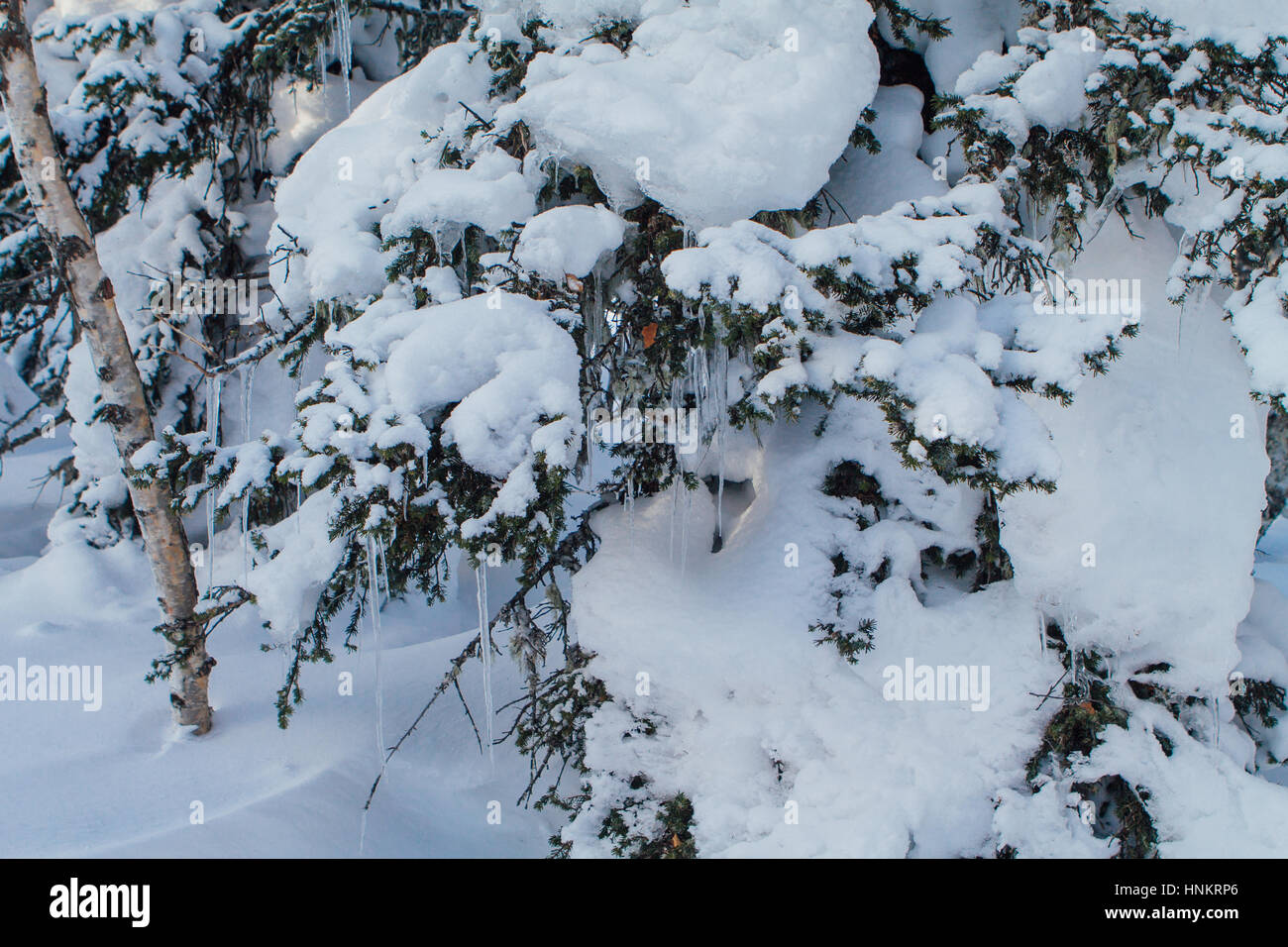 Icicles and snow on tree Stock Photo - Alamy