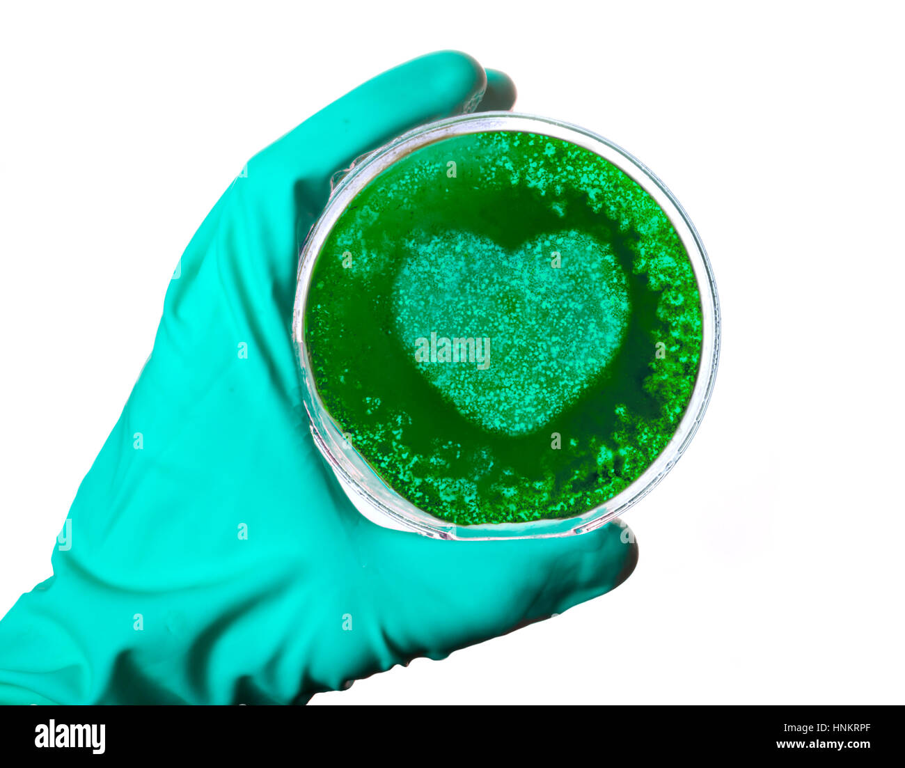 A scientist holding a petri dish with germs in the shape of a heart ...
