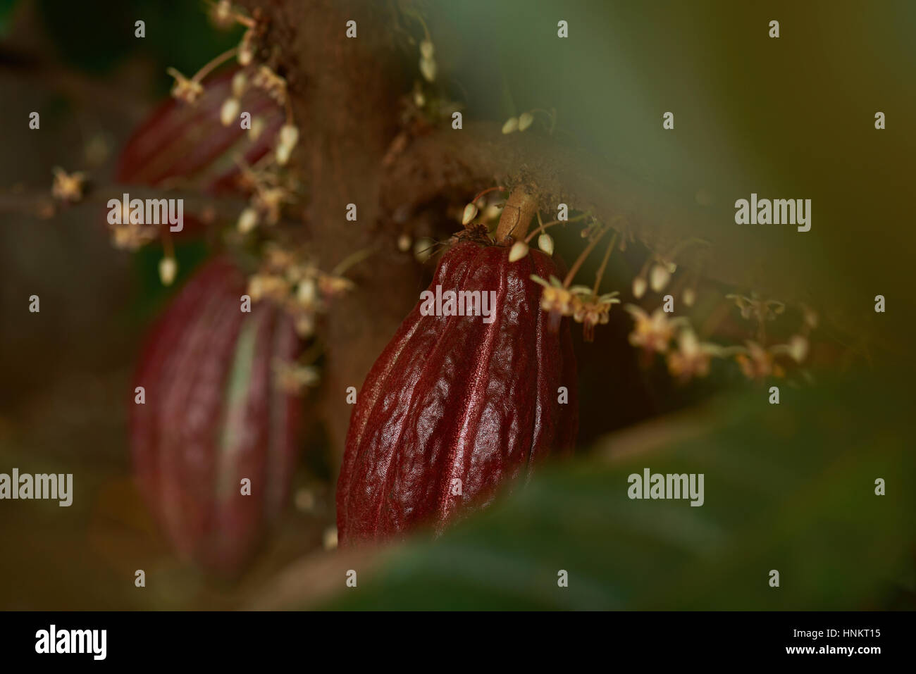 Growing cacao bean hi-res stock photography and images - Alamy