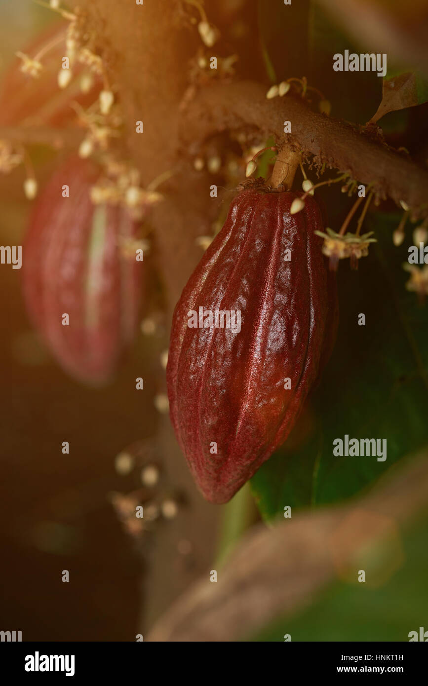 Cacao tree hi-res stock photography and images - Alamy