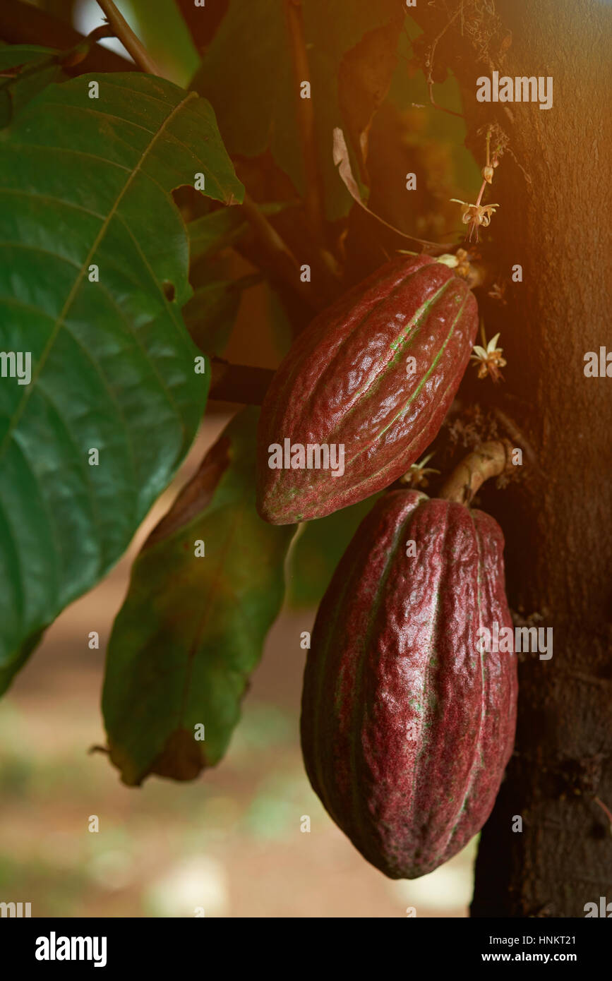 cacao pods on cocoa farm under shade of cocoa tree Stock Photo - Alamy