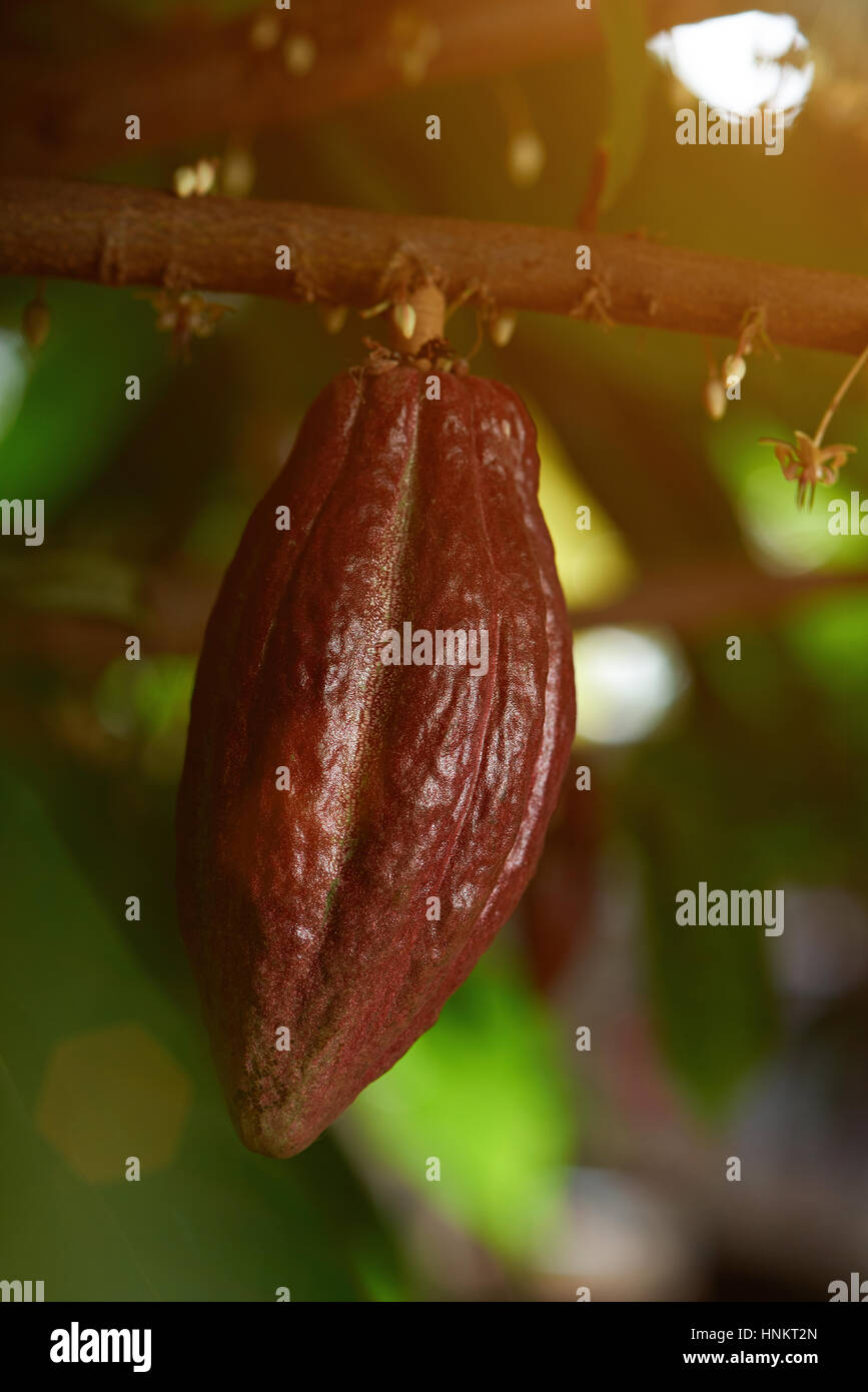 Cacao plantation ecuador hi-res stock photography and images - Alamy