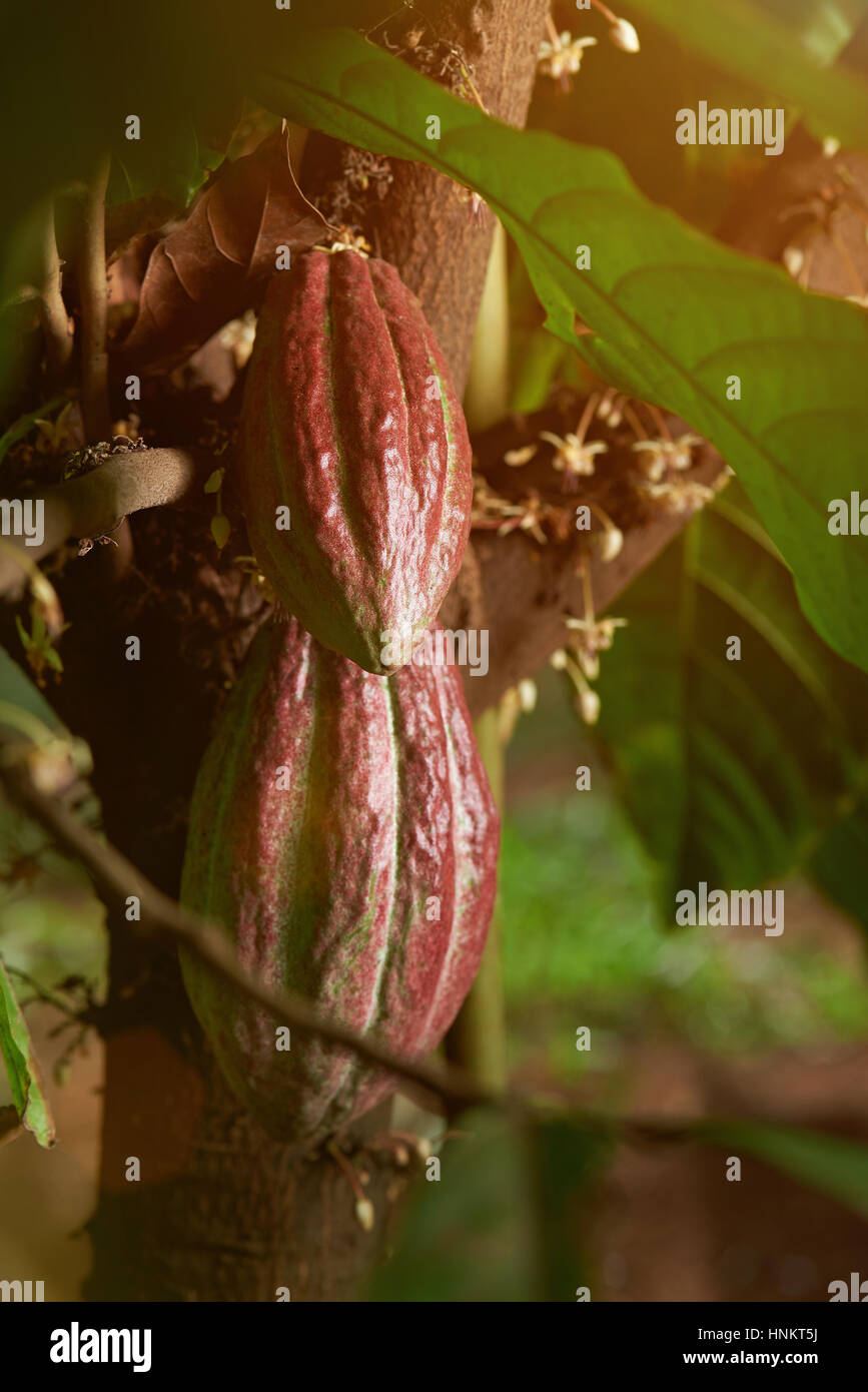 cacao fruits on tree in cacao farm plantation Stock Photo - Alamy