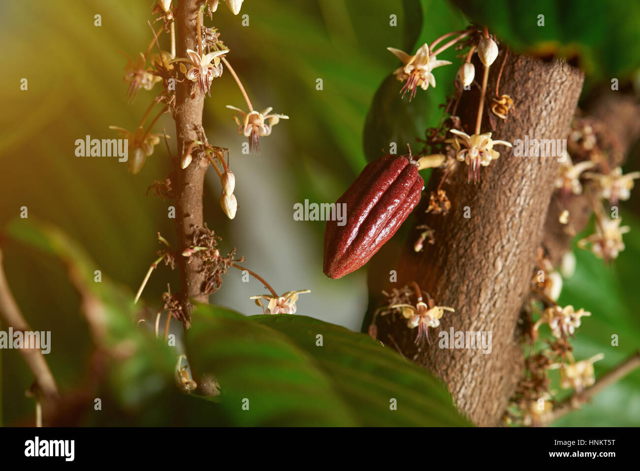 Close up of cacao blooming tree with flowers and small fruit Stock ...