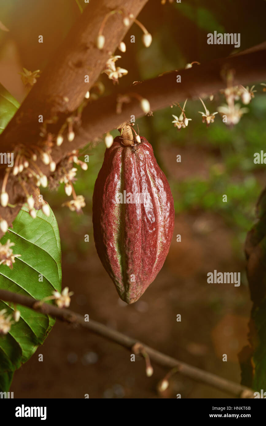 Cocoa tree theobroma cacao flowers hi-res stock photography and images ...