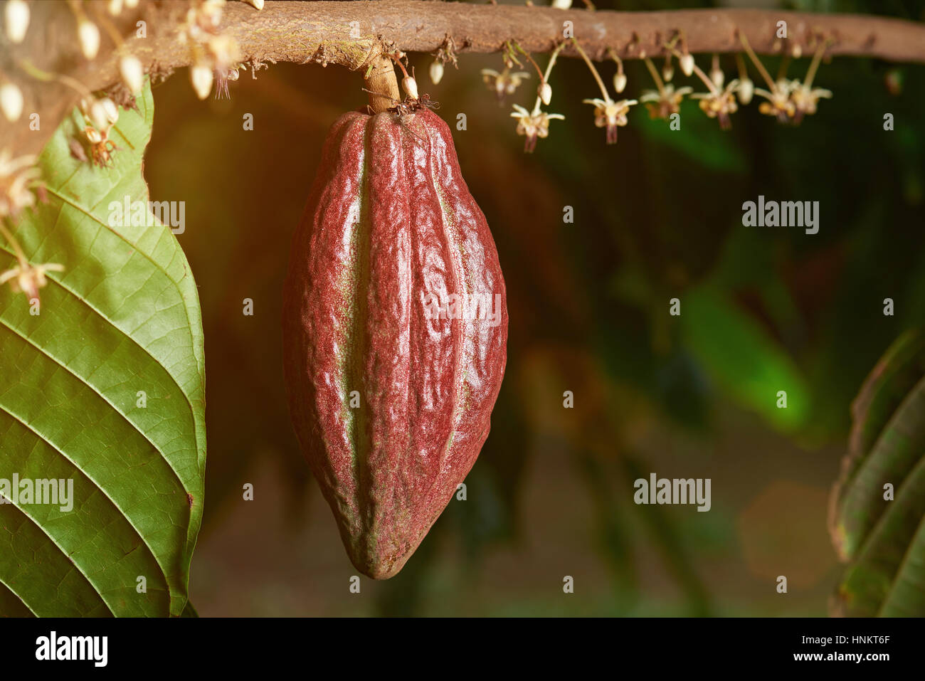 Cocoa tree theobroma cacao flowers hi-res stock photography and images ...