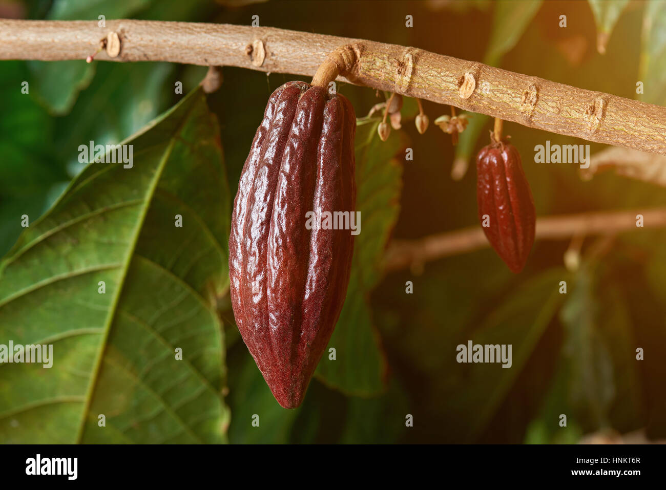American farm hi-res stock photography and images - Alamy