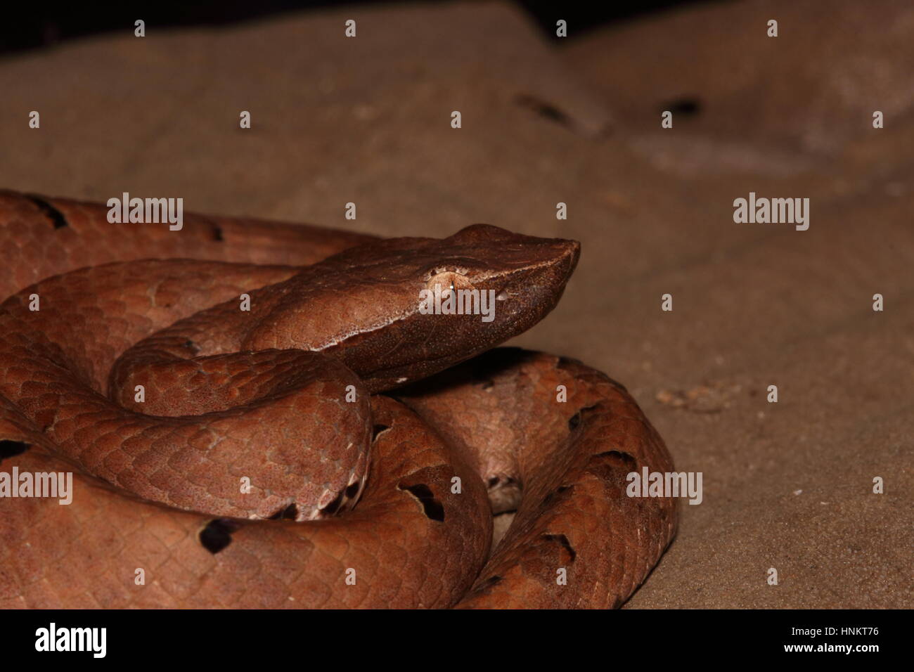 Hump nosed pit viper (Hypnale sp.) from Goa Stock Photo - Alamy