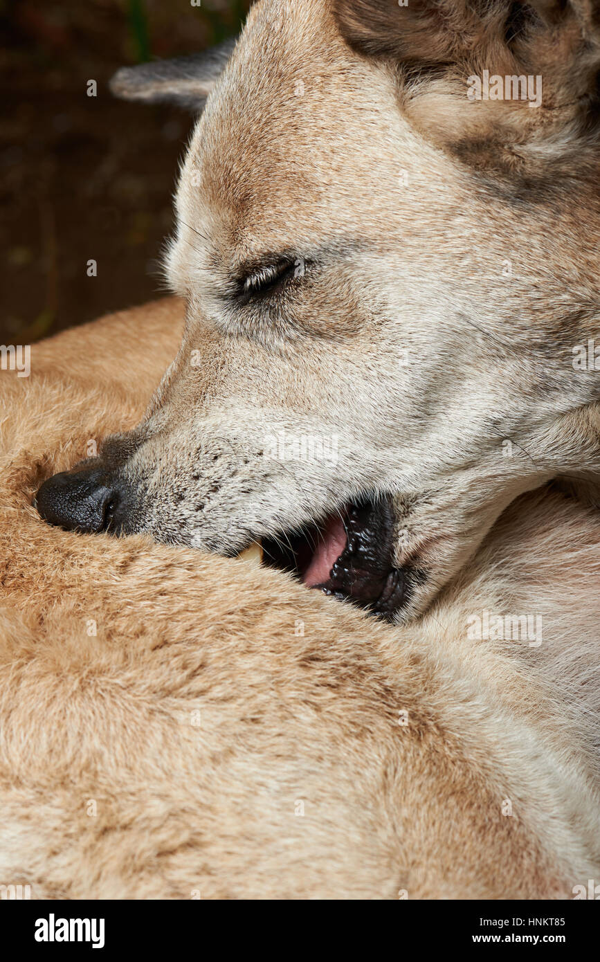 Dog biting itchy place. Dog lick brown fur from flea Stock Photo - Alamy