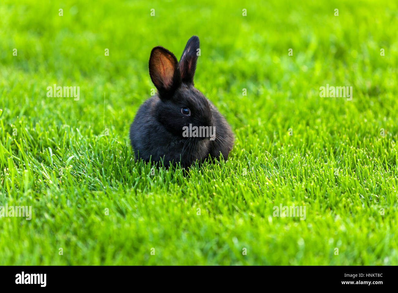 Black rabbits.Rabbit on the lawn Rabbit on the green grass, a ...