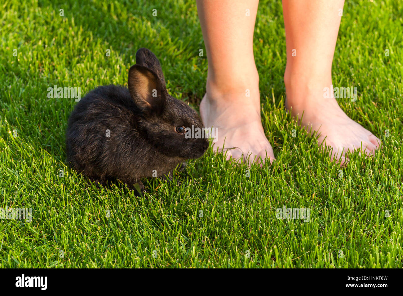 Black rabbits. little black cute rabbits sitting together on the green ...
