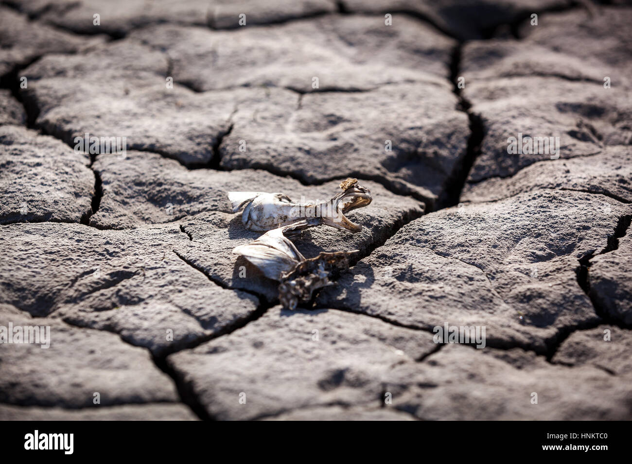 Small grass bush. The small green grass bush pushes through the dry ...