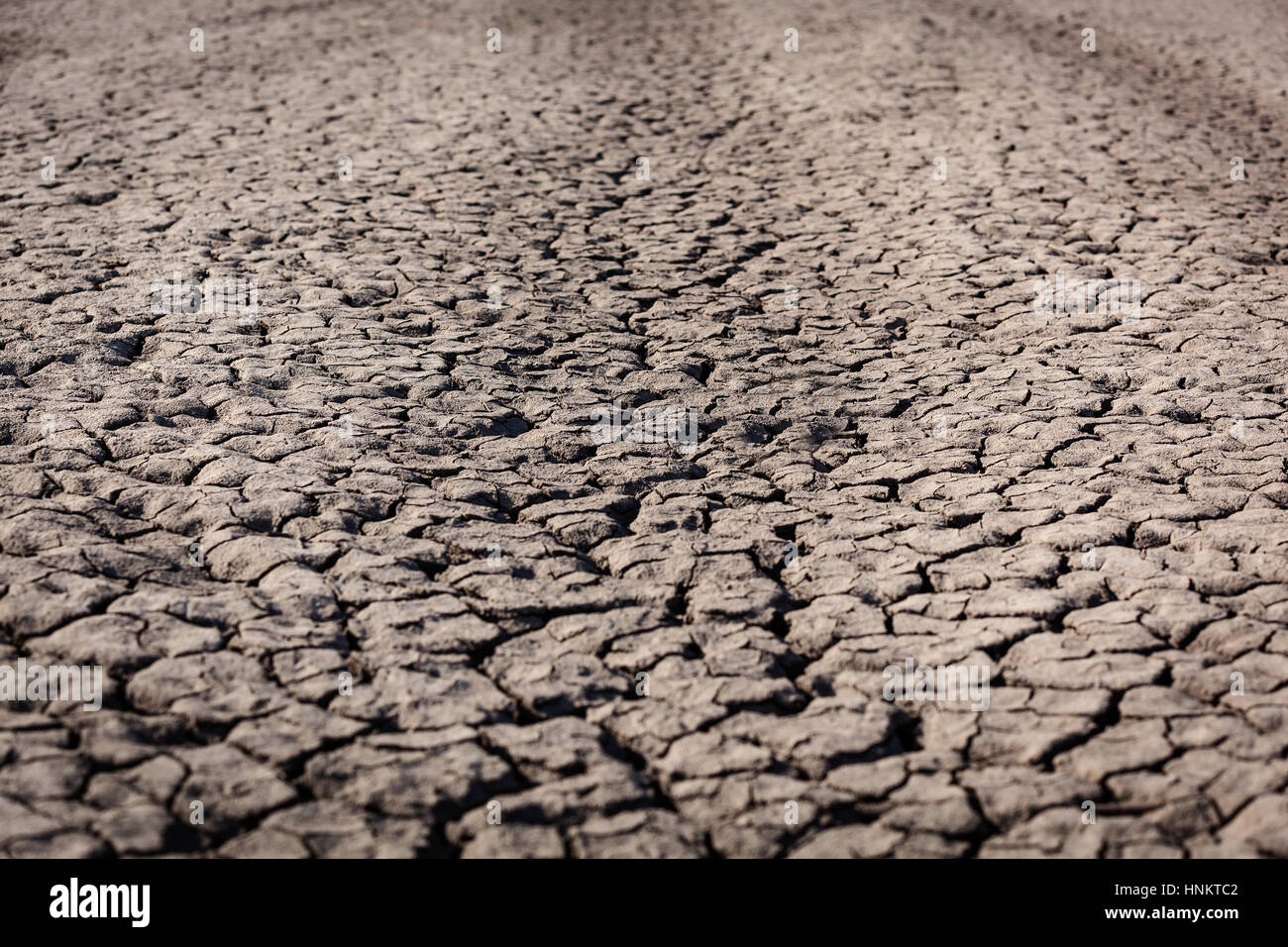 Small grass bush. The small green grass bush pushes through the dry ...