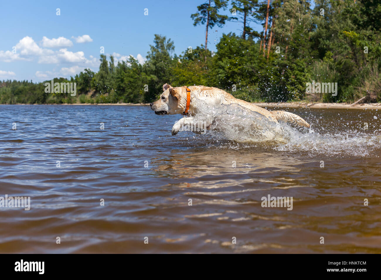 Labrador Stick River High Resolution Stock Photography and Images - Alamy