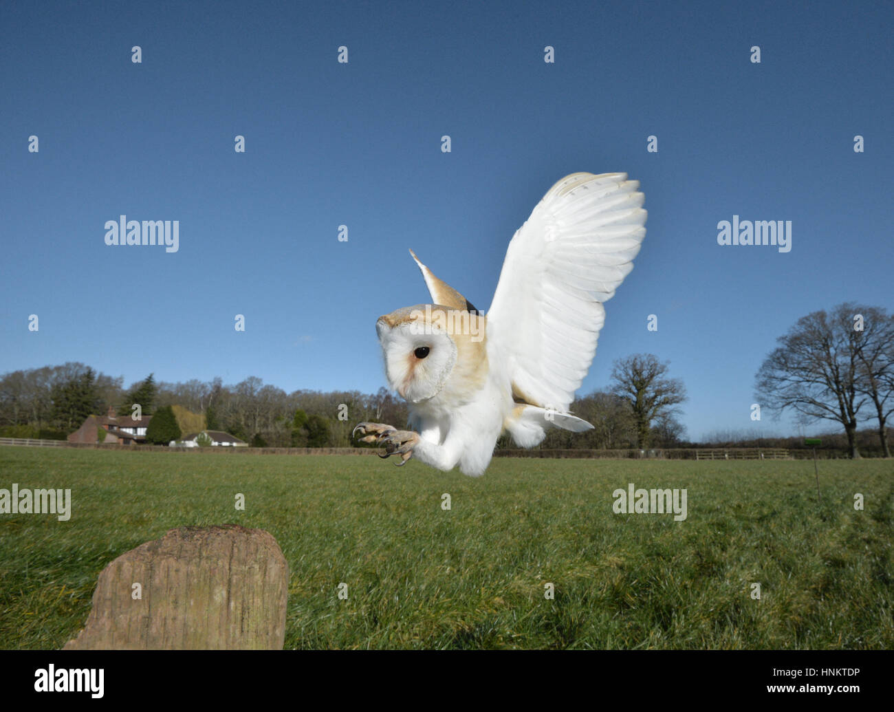Barn owl owls hi-res stock photography and images - Alamy