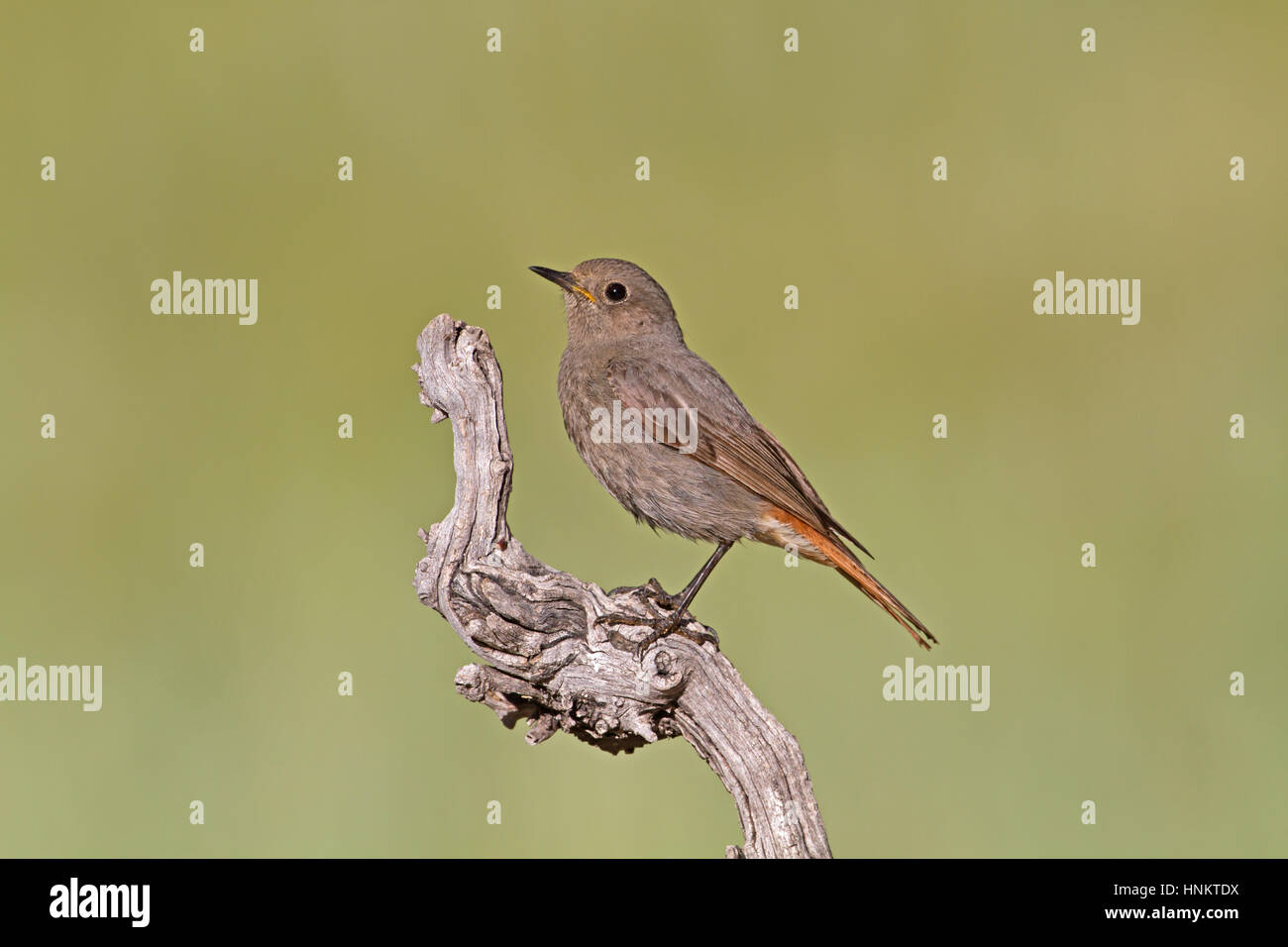 Black Redstart - Phoenicurus ochruros - female Stock Photo - Alamy