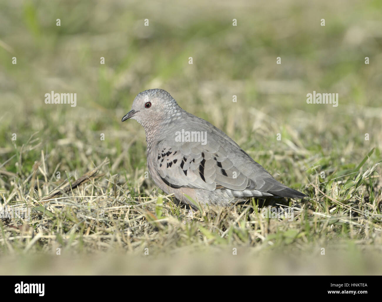 Common Ground-dove - Columbina passerina Stock Photo - Alamy