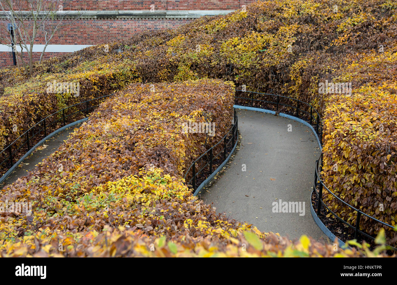 Autumn in London. A topiary hedge forms a unique design in a garden in ...