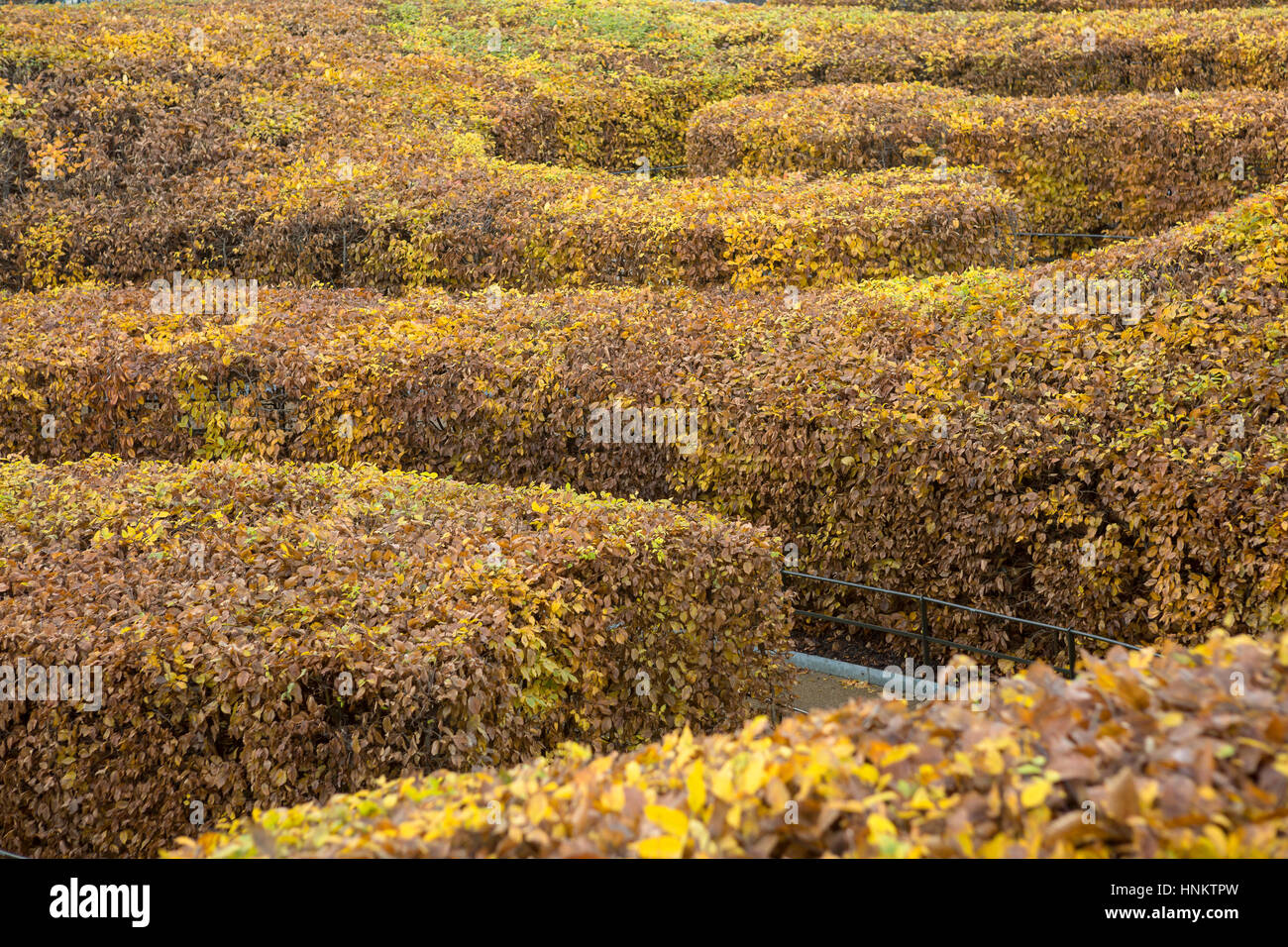Autumn in London. A topiary hedge forms a unique design in a garden in ...