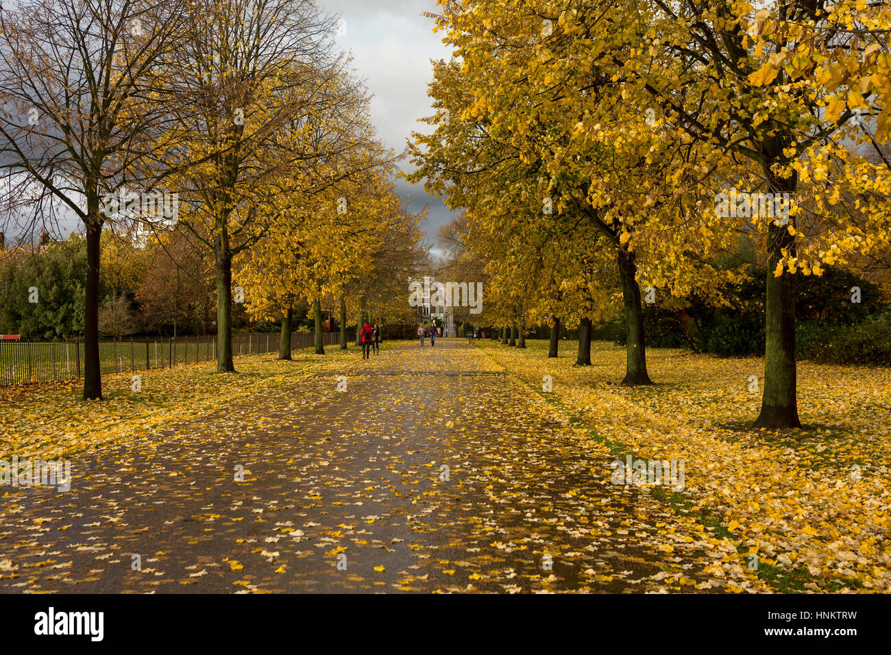 Autumn in London. As autumn comes to an end carpets of autumn leaves ...