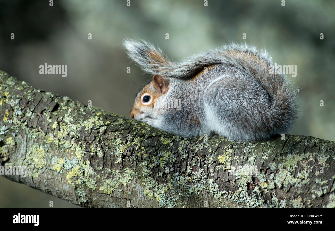 Grey squirrel tree hi-res stock photography and images - Alamy