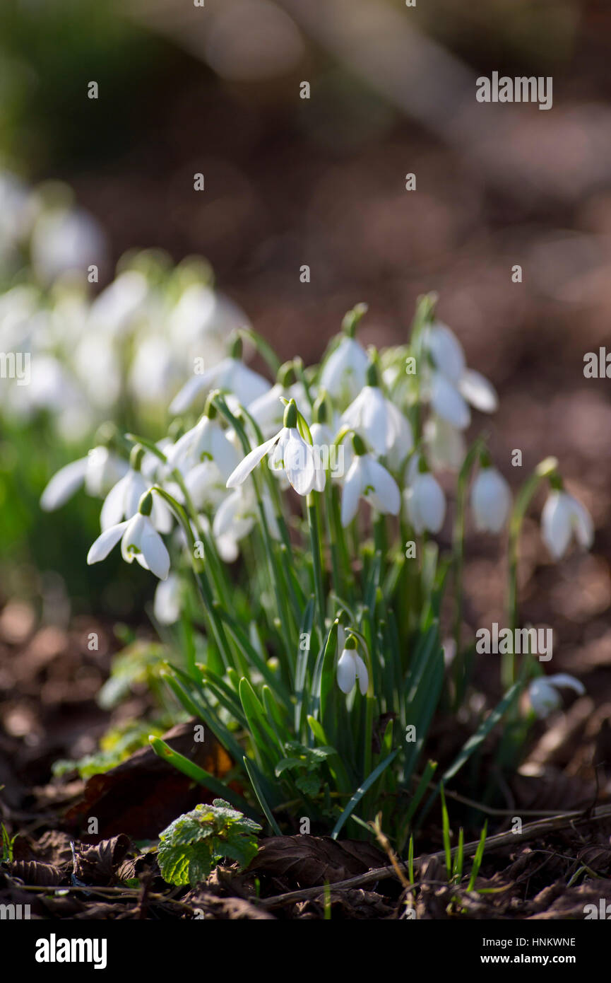 Common snowdrop in the winter hi-res stock photography and images - Alamy