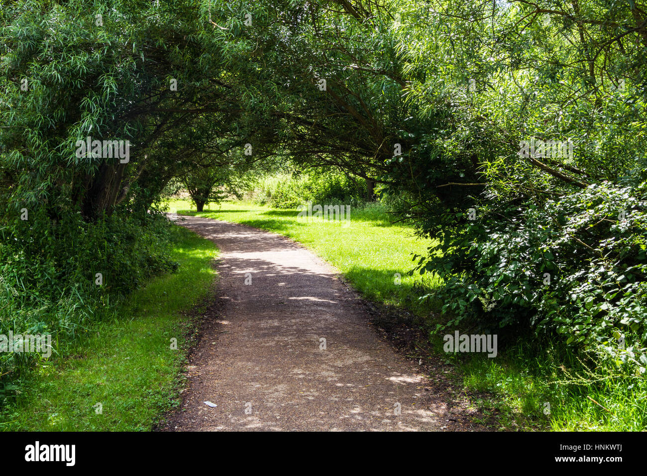 Footpath under the shade of trees in summer Stock Photo - Alamy