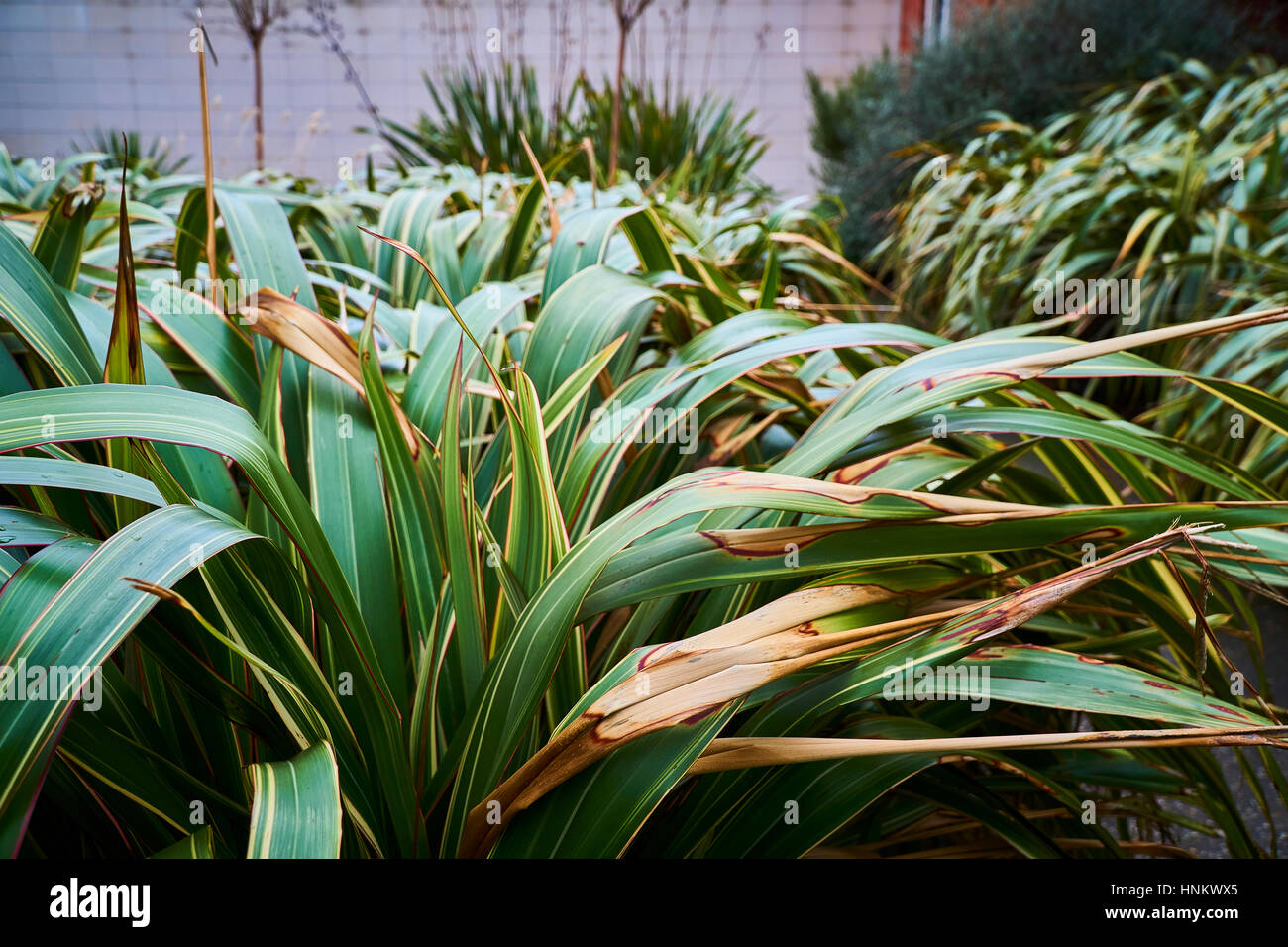 Strap shaped leaves hi-res stock photography and images - Alamy