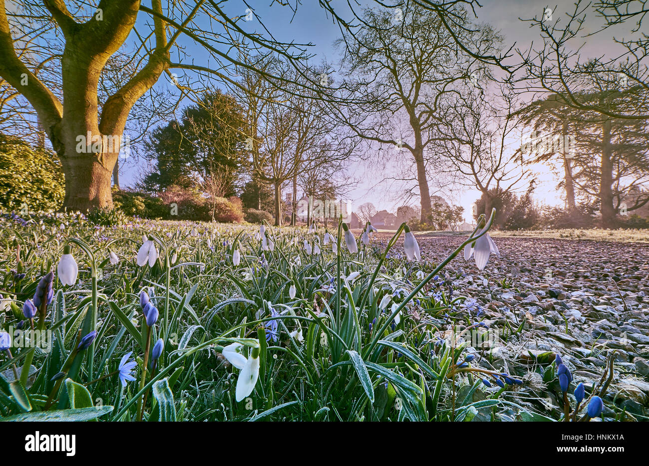Ground level view of frosty snowdrops and spring flowers in a large ...