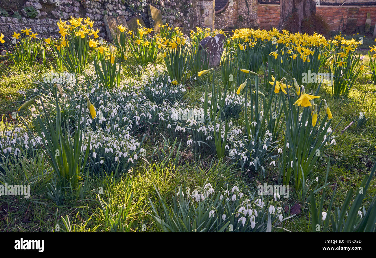 Spring snowdrops and daffodils in an English churchyard Stock Photo - Alamy