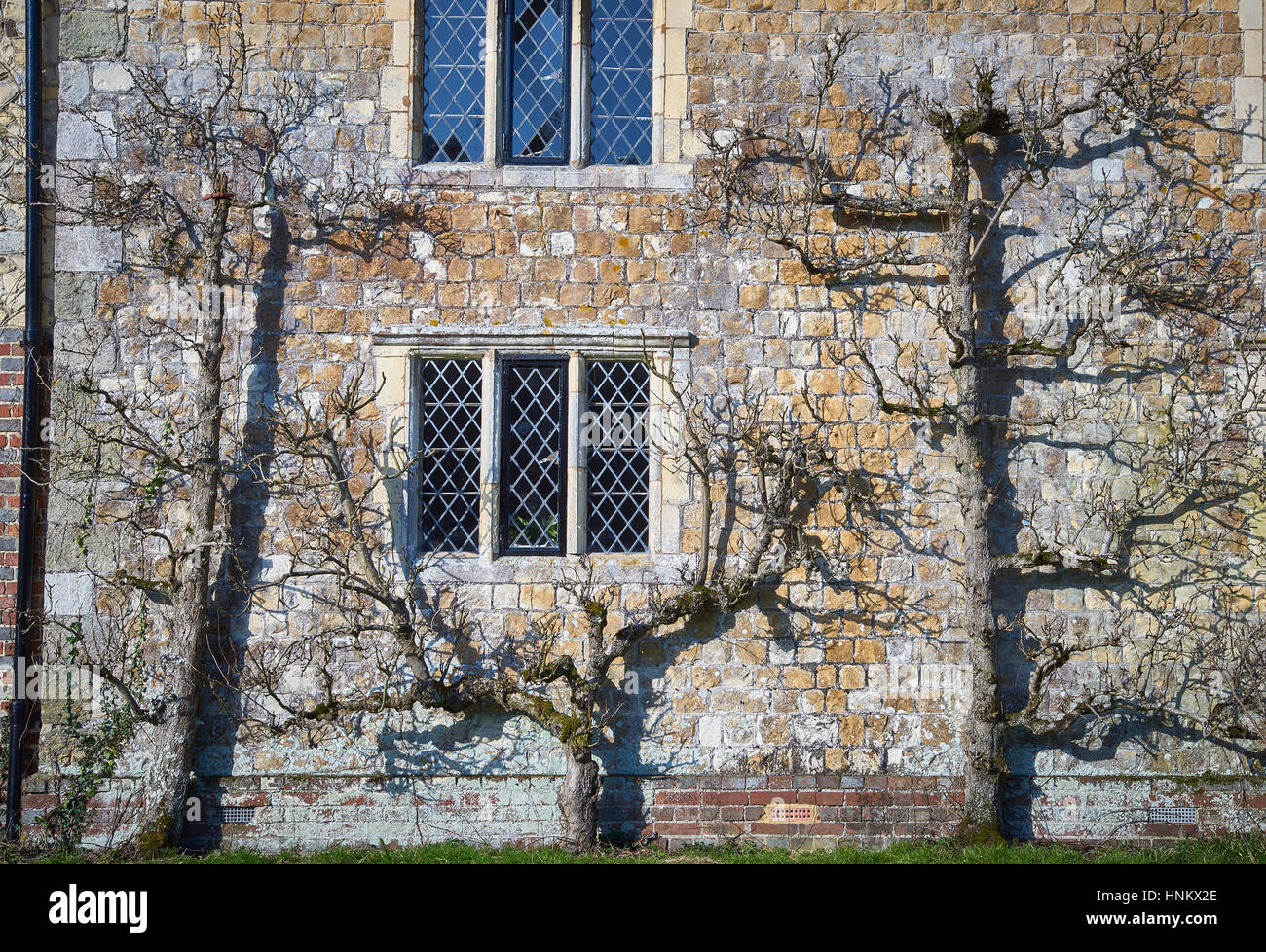 Cordon pear trees growing against the wall of an Elizabethan house ...