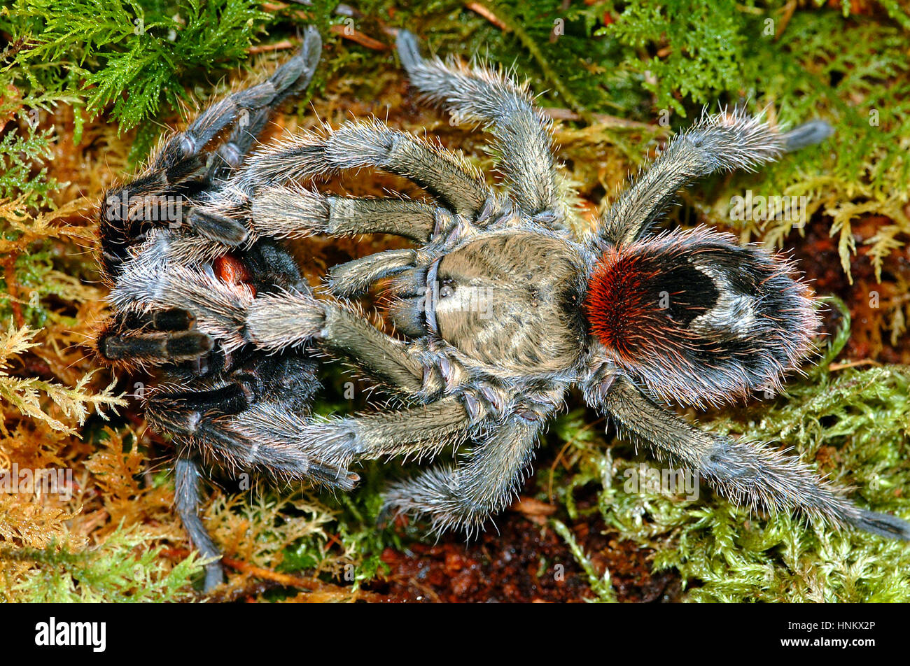 Tarantulas mating hi-res stock photography and images - Alamy