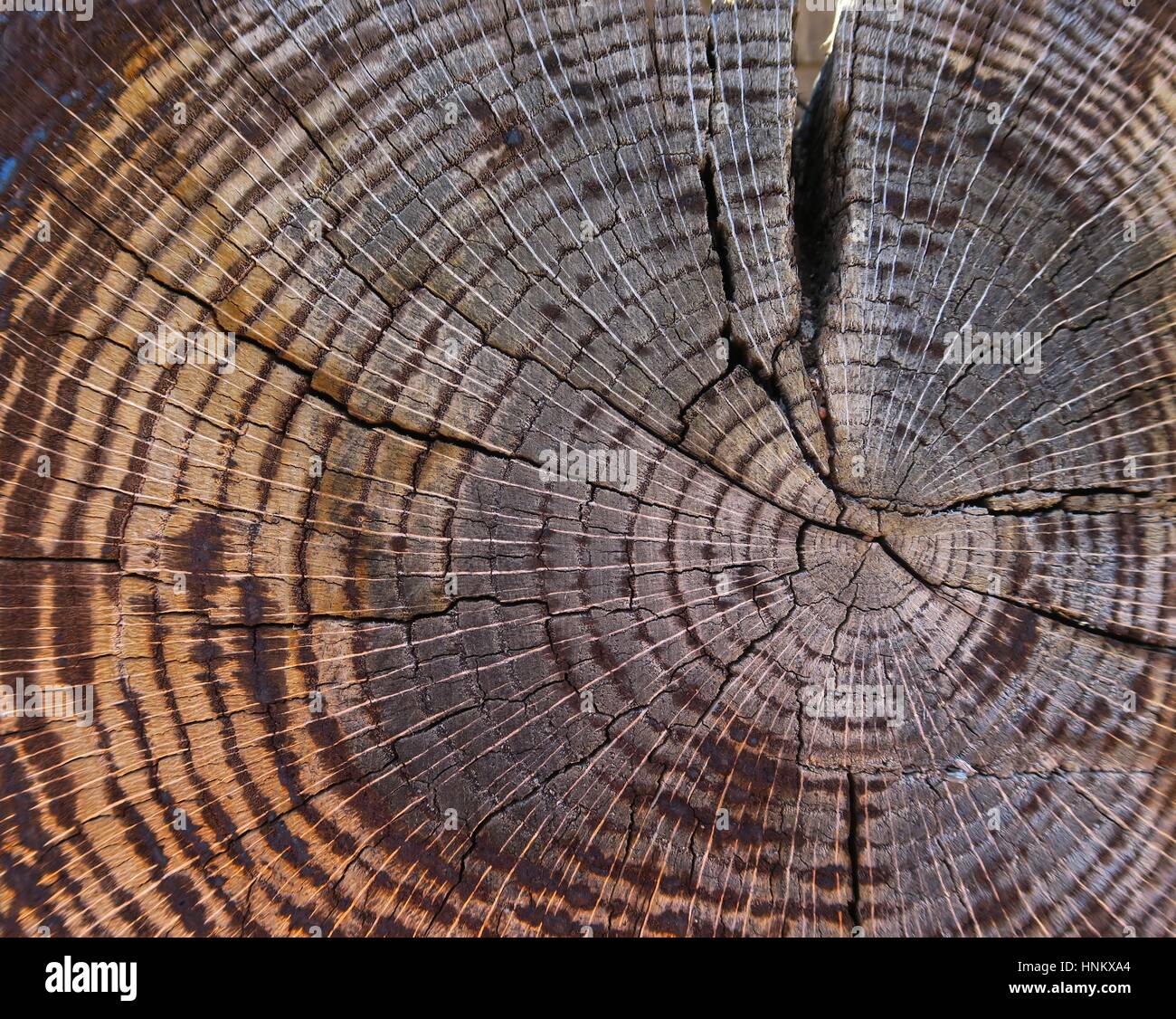 Oldest Tree Rings