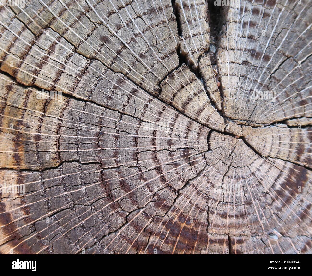 Cross section of old tree trunk showing growth rings Stock Photo - Alamy