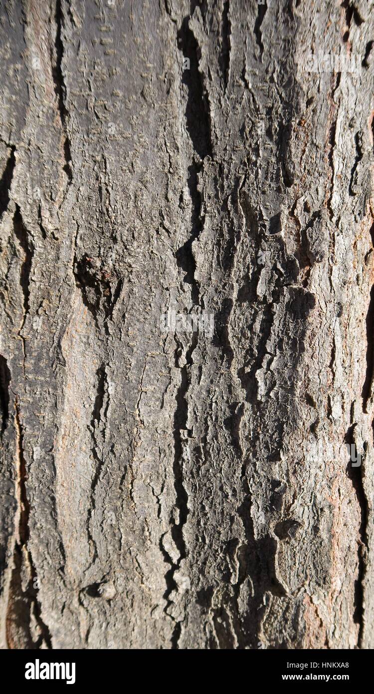 Grey bark hi-res stock photography and images - Alamy