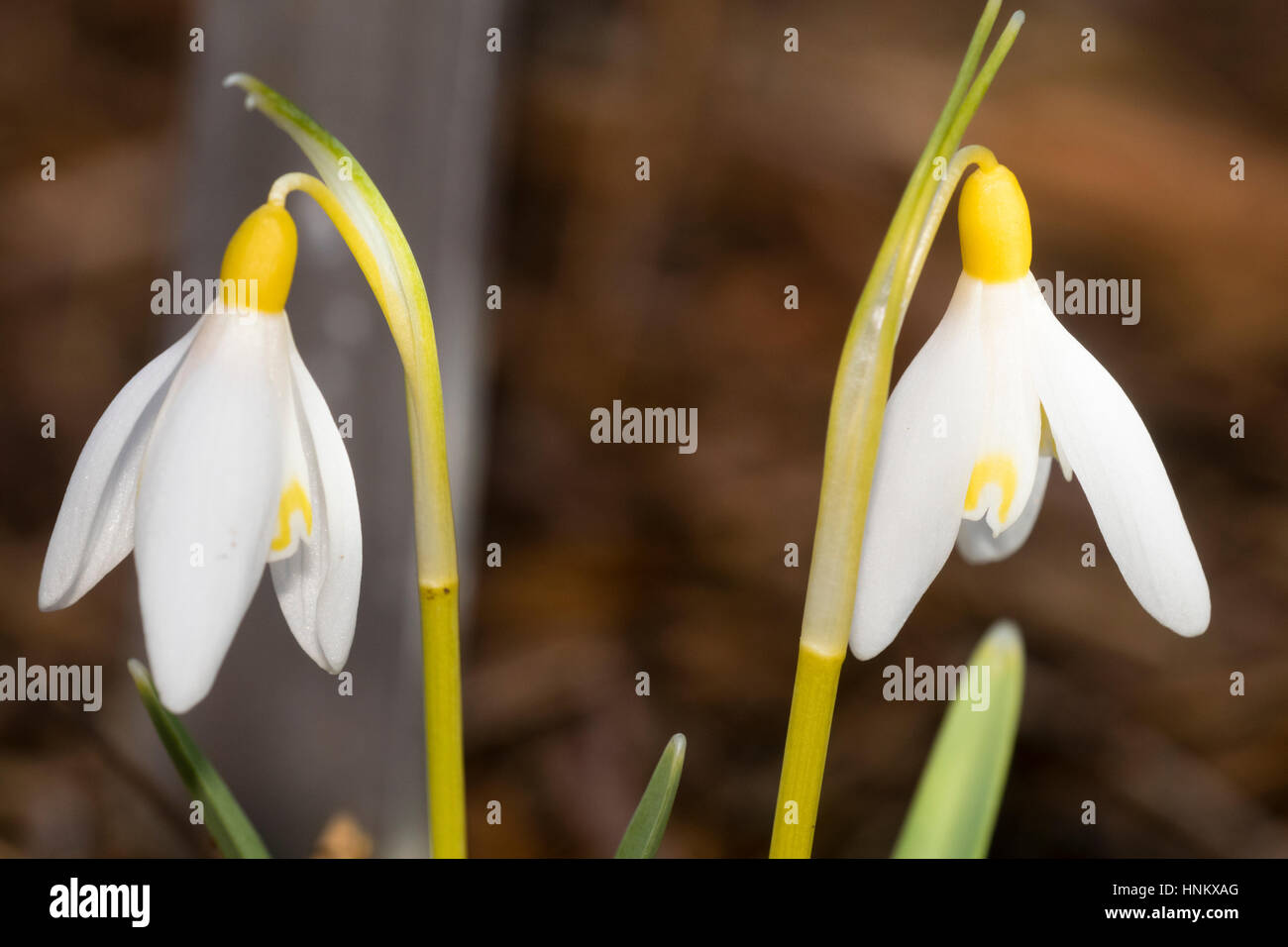 Galanthus nivalis sandersii hi-res stock photography and images - Alamy