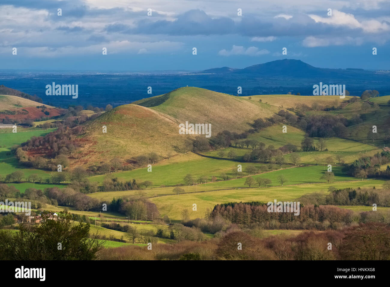 An ancient holly tree on the Hollies nature reserve, Stiperstones ...