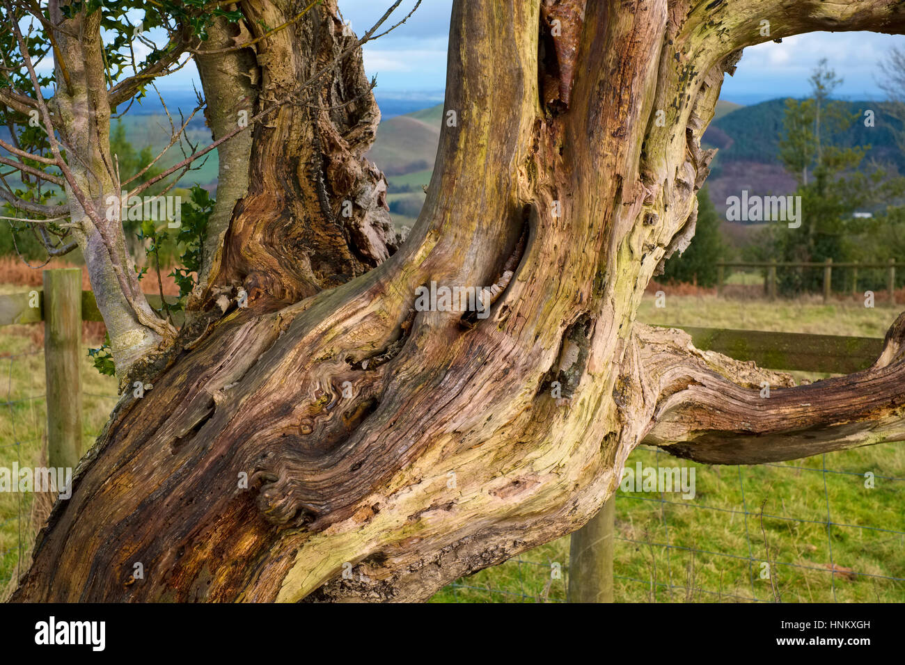 Curved gnarled hi-res stock photography and images - Alamy