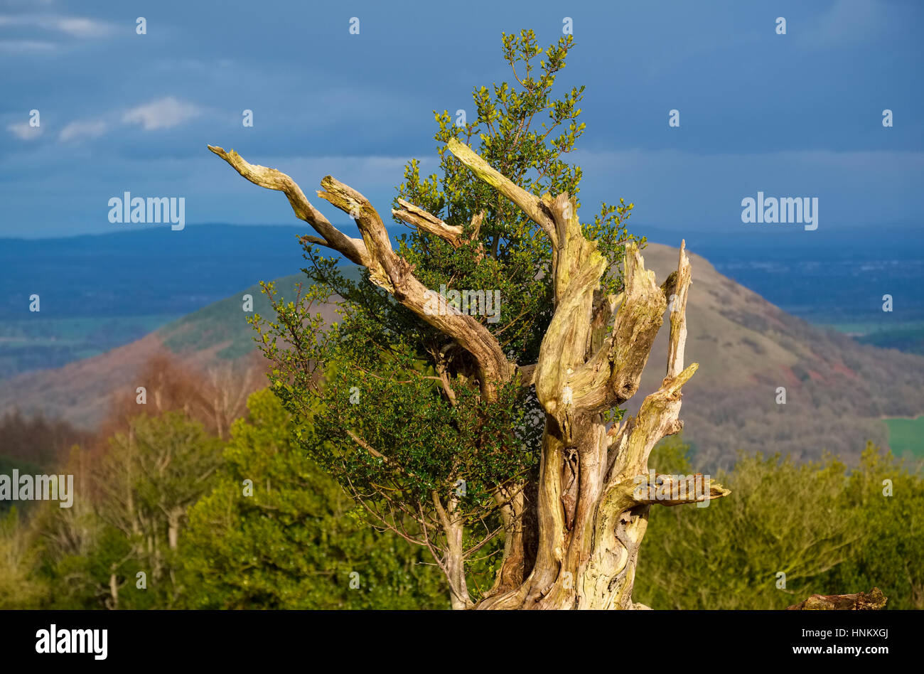 Ancient holly tree uk hi-res stock photography and images - Alamy