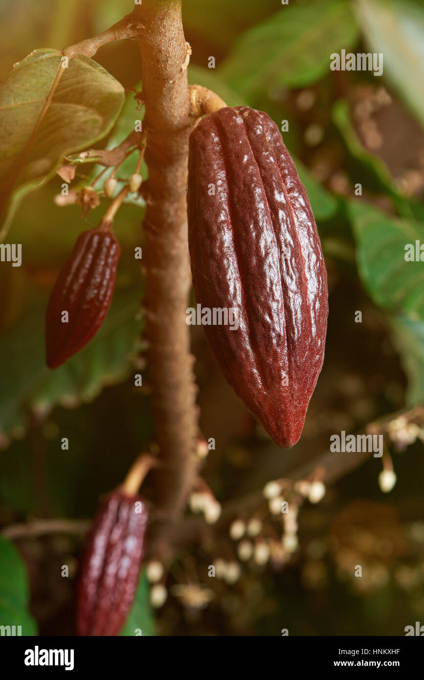 long young red cocoa pods cacao farm tree close up. Ready for harvest ...