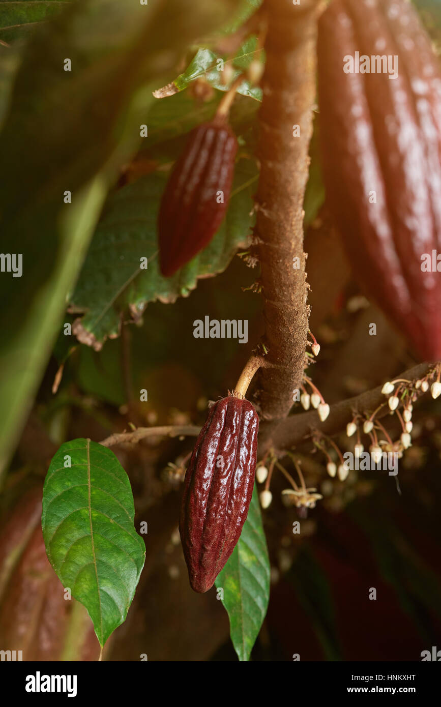 small red cacao fruit pod on farm cocoa tree Stock Photo - Alamy