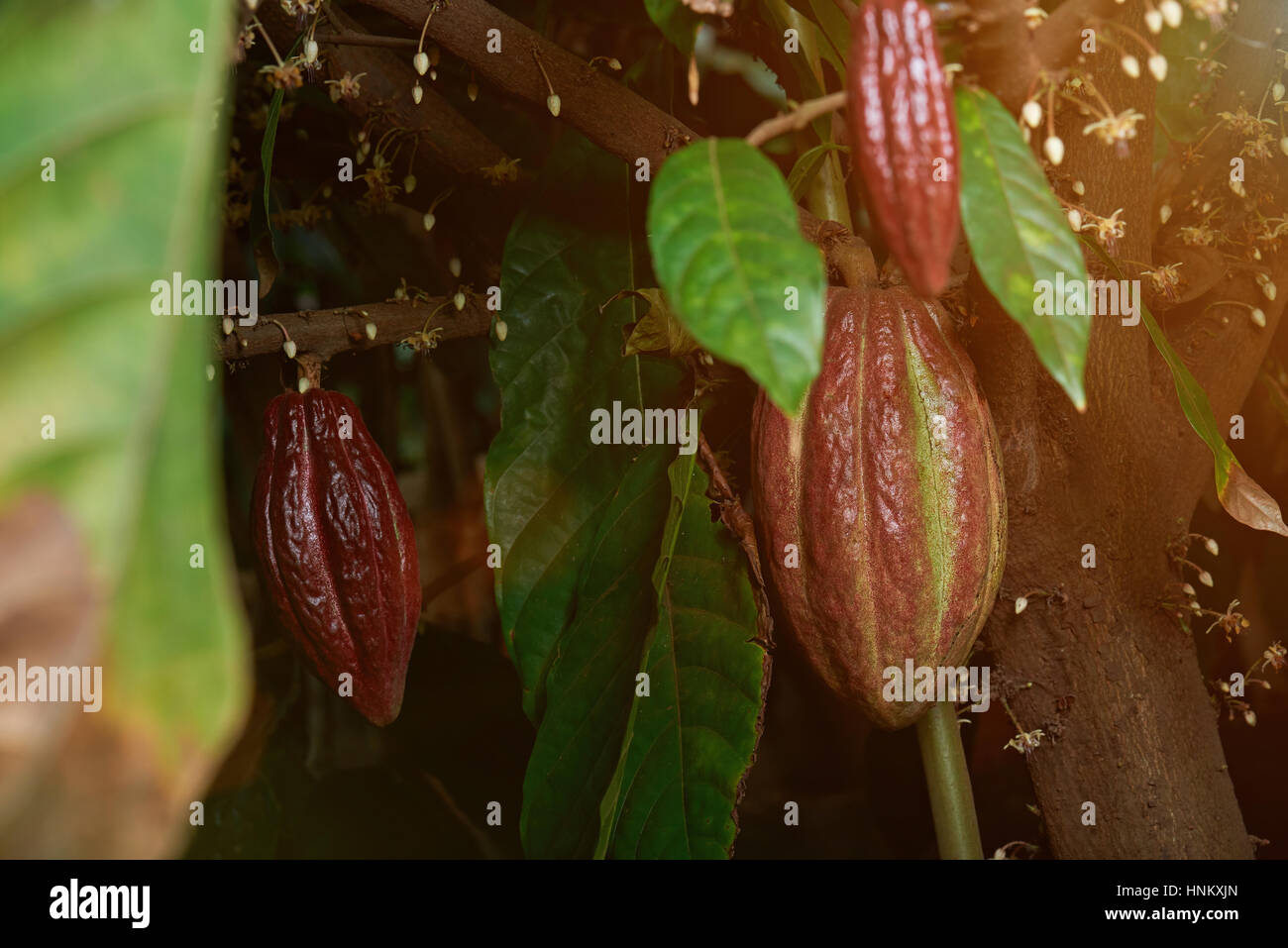 red cacao pods on tree between green leafs and flowers Stock Photo - Alamy