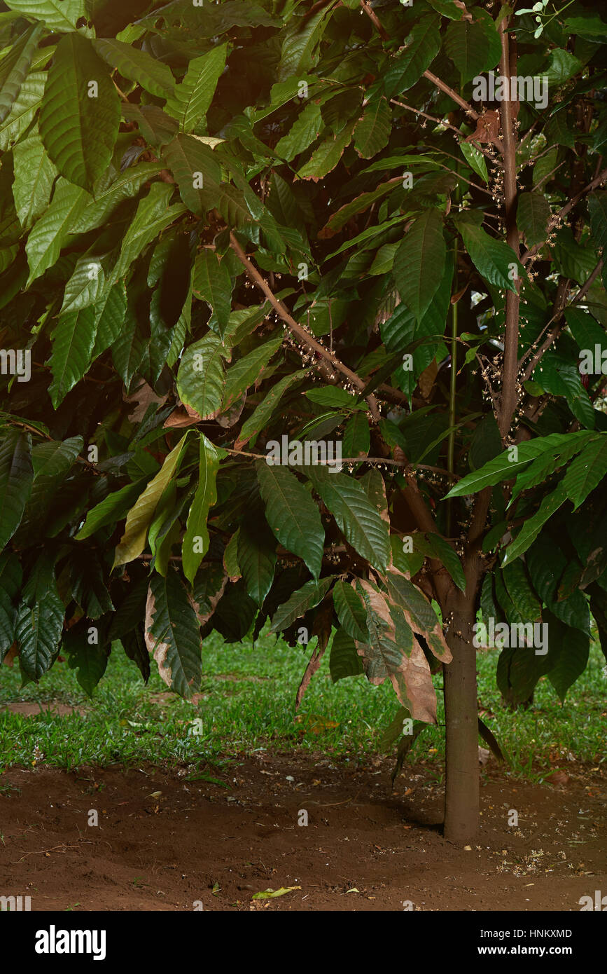 Cocoa tree theobroma cacao flowers hi-res stock photography and images ...